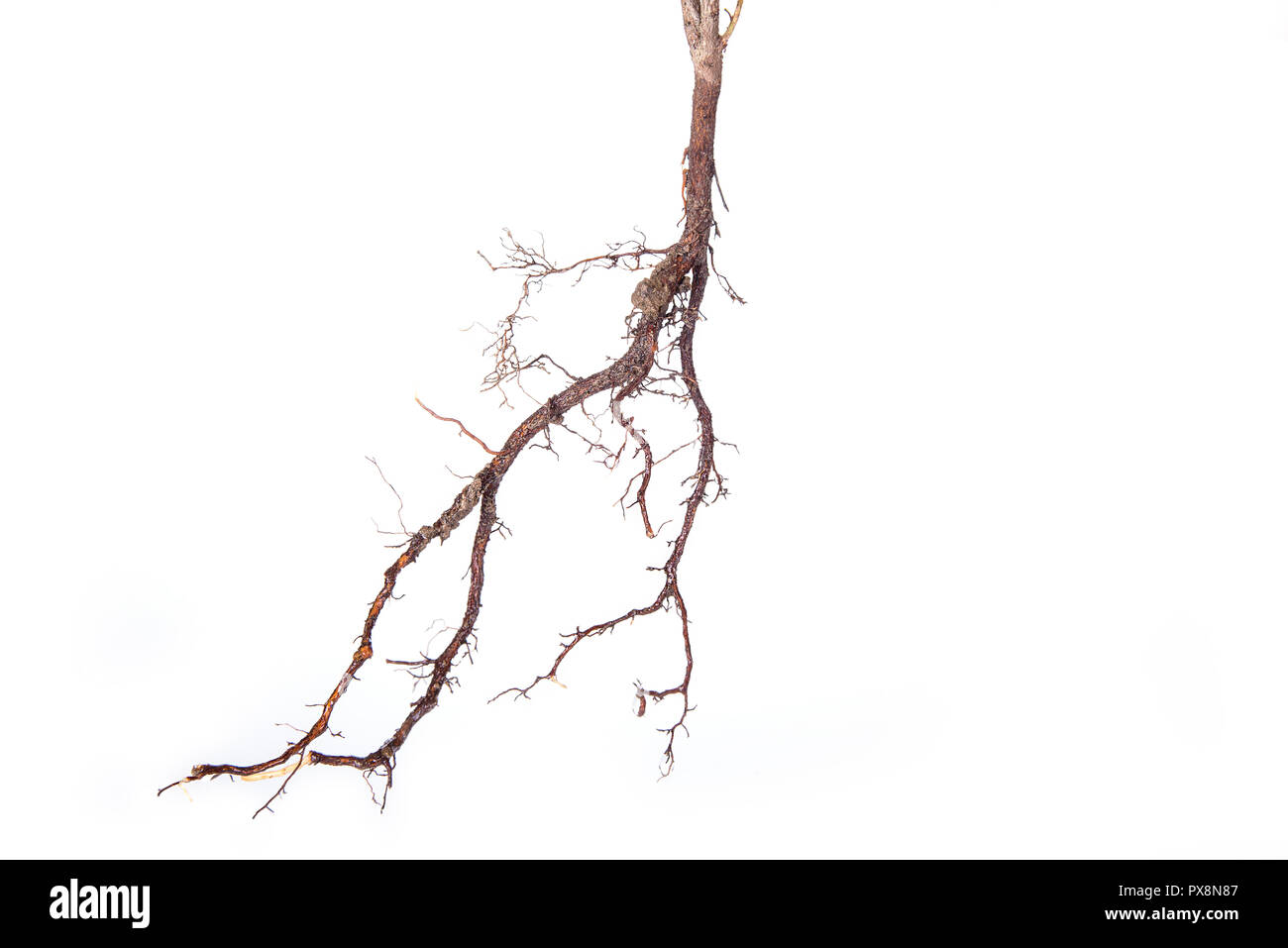 Roots of young plant isolated on white background Stock Photo - Alamy