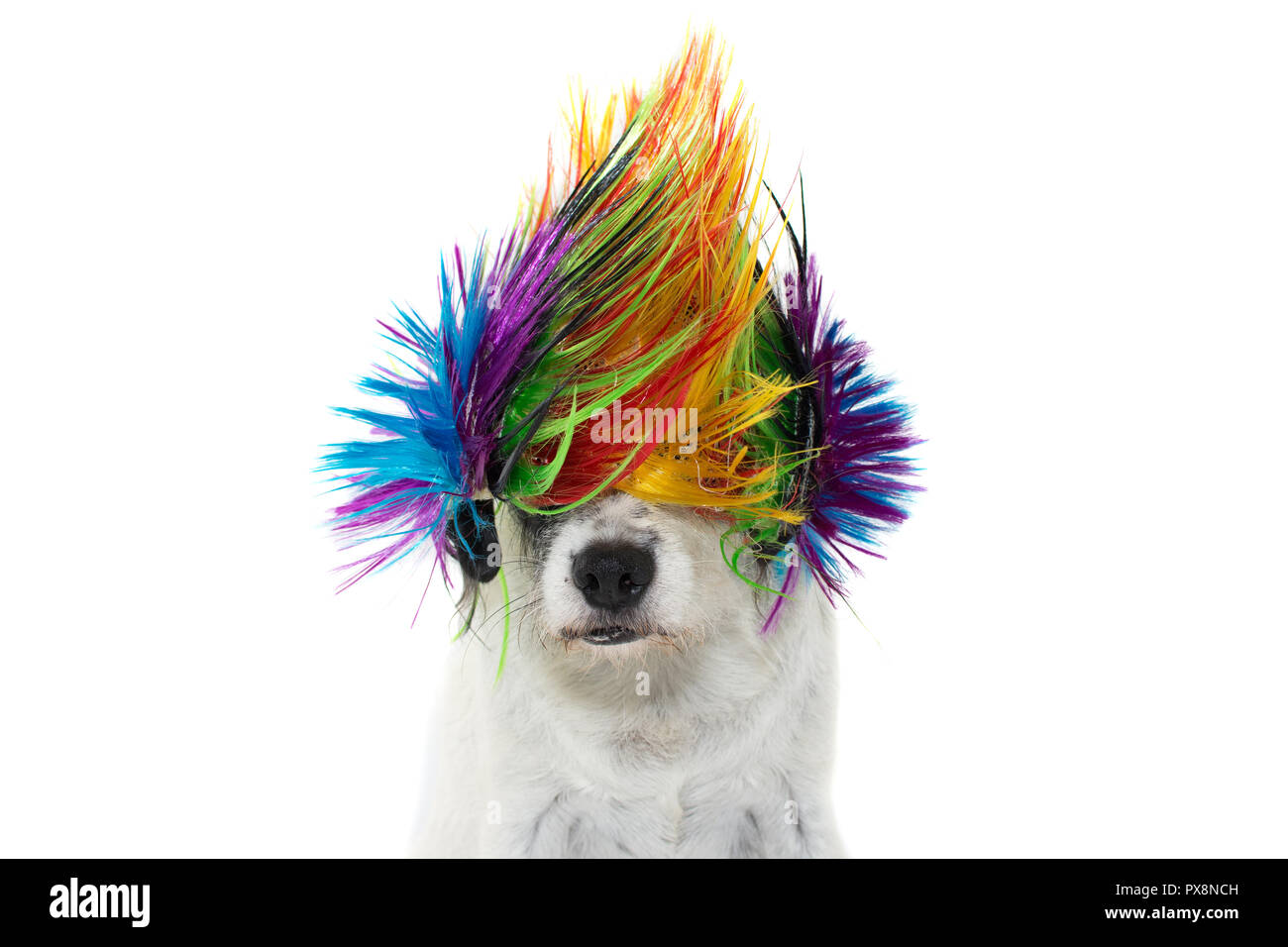 FUNNY PUNK ROCK DOG WEARING A COLORED WIG. ISOLATED AGAINST WHITE ...
