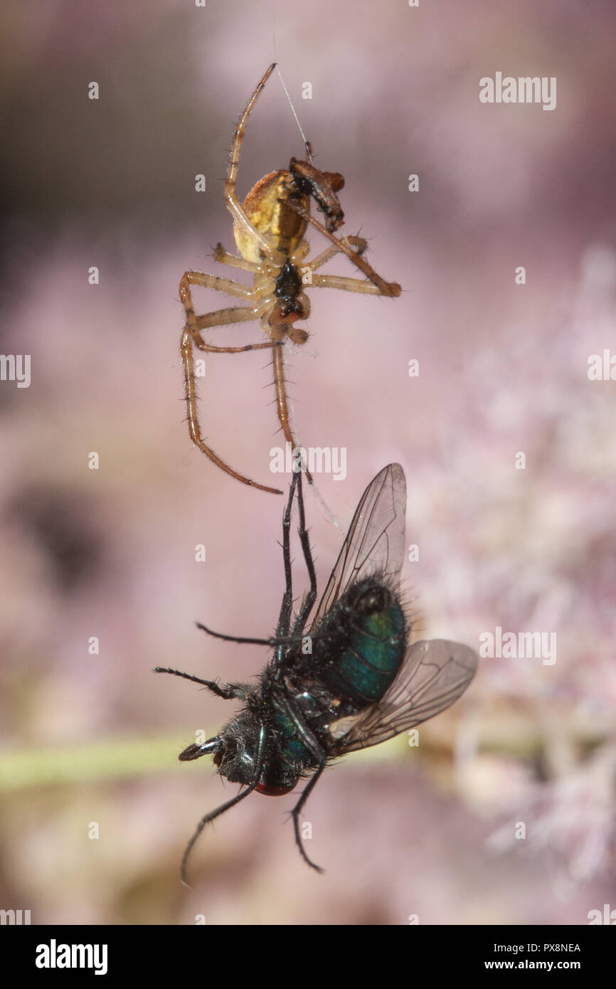 Spider with fly Stock Photo - Alamy