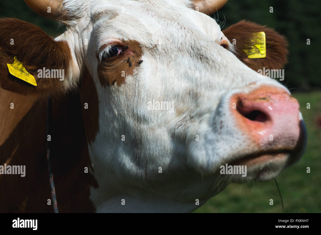 Calf face hi-res stock photography and images - Alamy