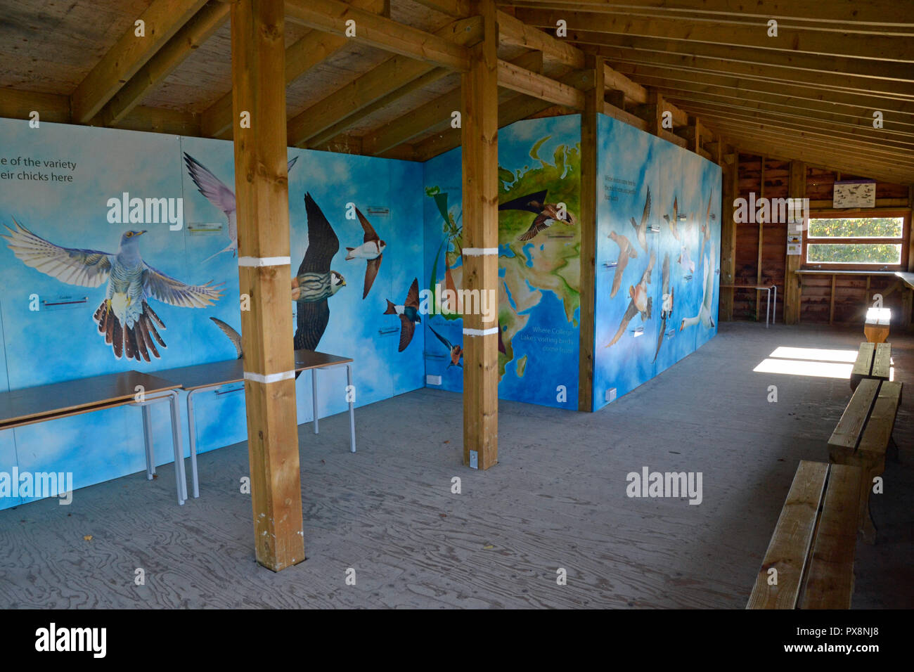 Wall mural bird art hi-res stock photography and images - Alamy