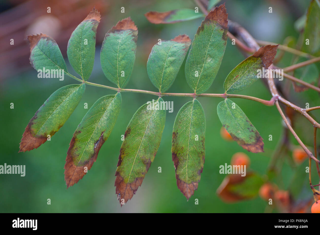 Rowan leaves background. Branch of rowan. Macro blur background Stock ...
