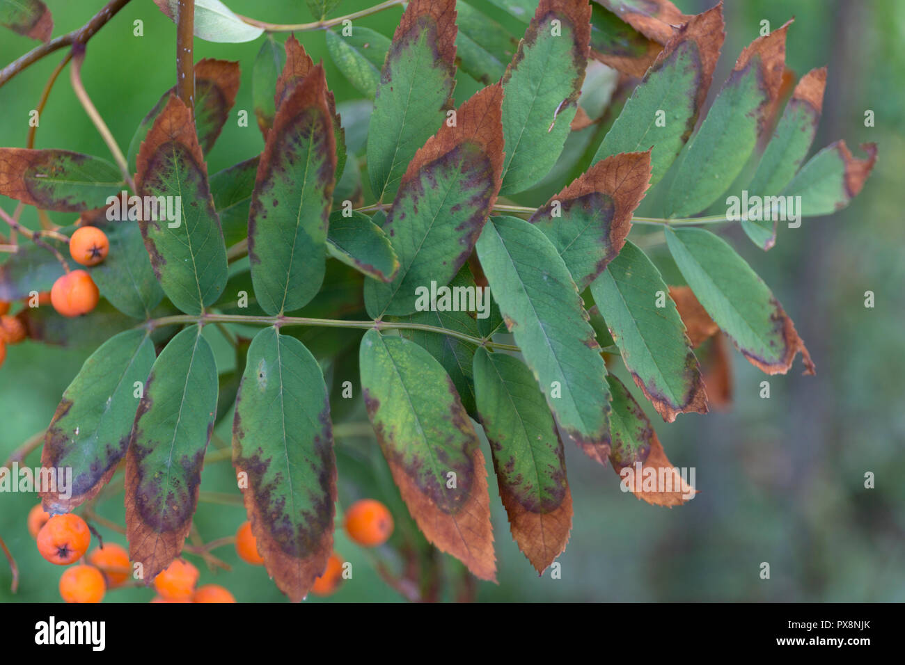 Rowan leaves background. Branch of rowan. Macro blur background Stock ...