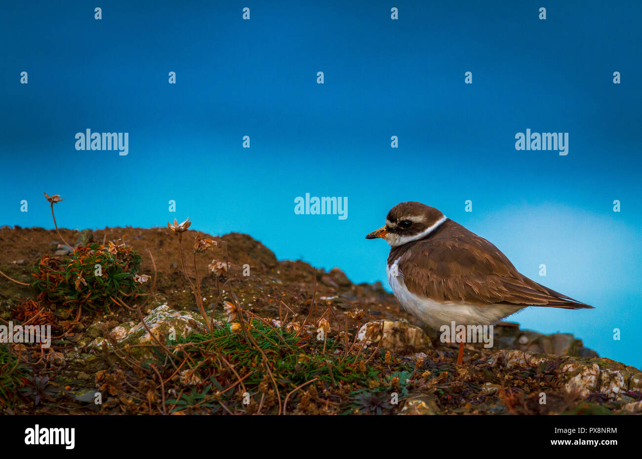Common Ringed Plover Charadrius hiaticula Stock Photo - Alamy
