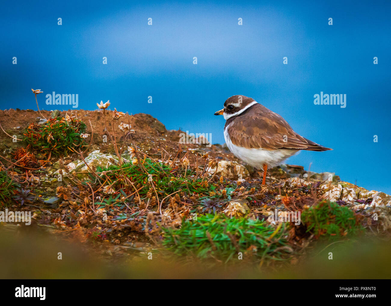 Common Ringed Plover Charadrius hiaticula Stock Photo - Alamy