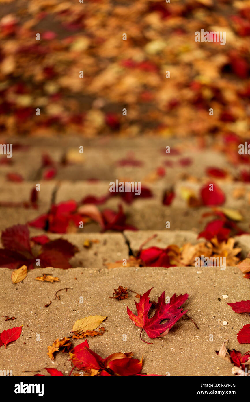 Autumn leaf fall. Red and yellow leaves on the destroyed old stone ...