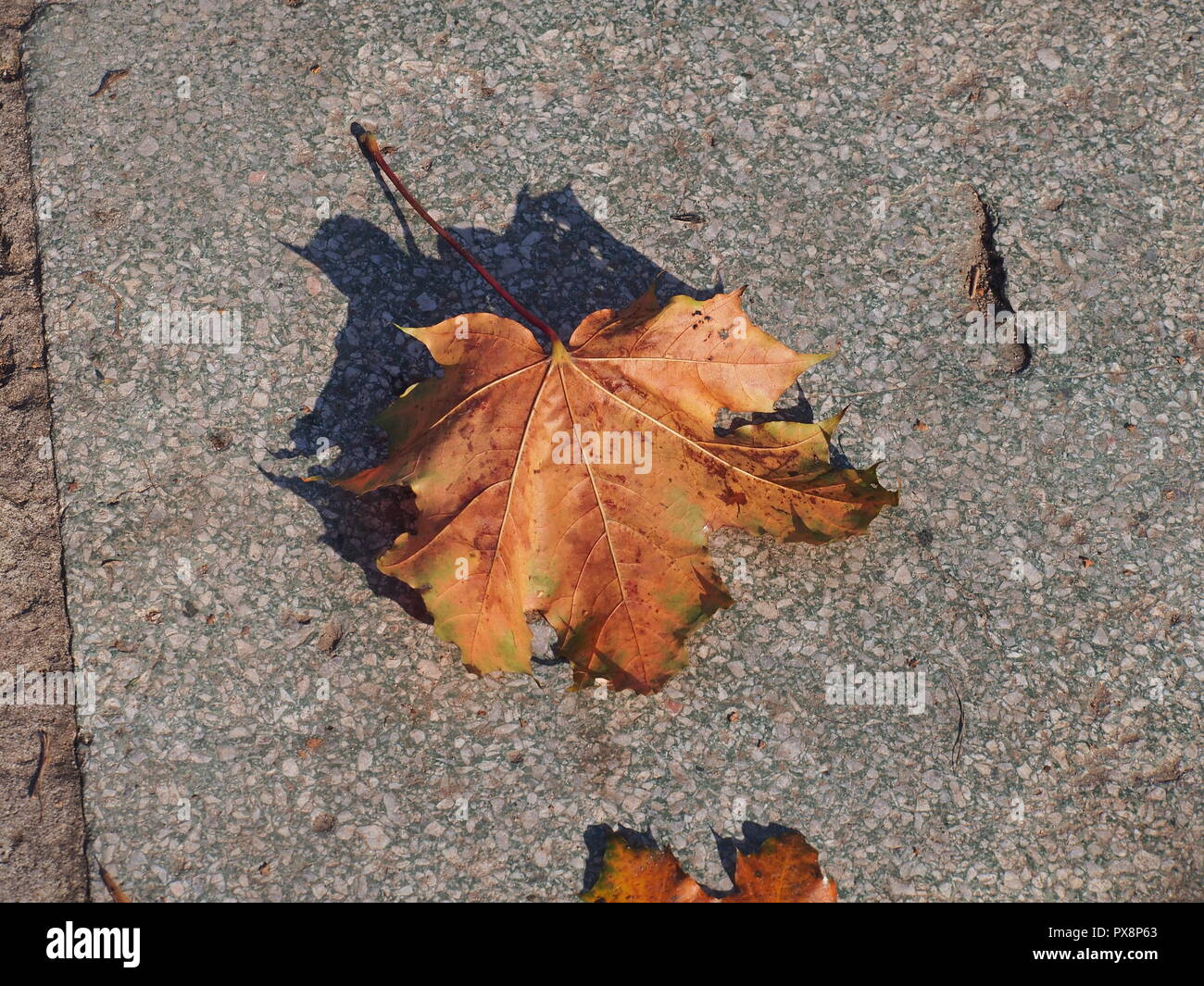 Fallen autumn maple leaf lies on a concrete path. Defoliation. Close up ...