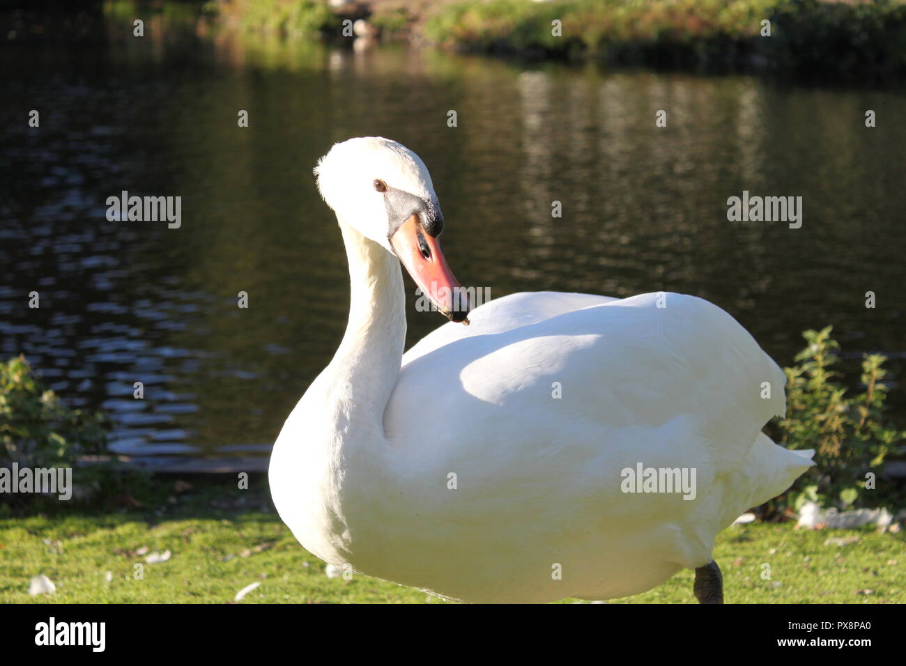 Aggressive swan hi-res stock photography and images - Alamy