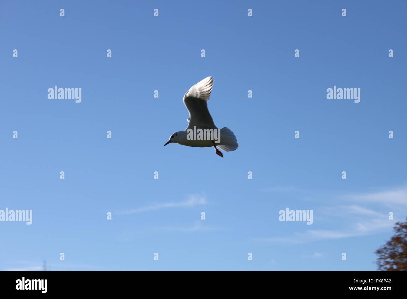 Beautiful bird flying hi-res stock photography and images - Alamy
