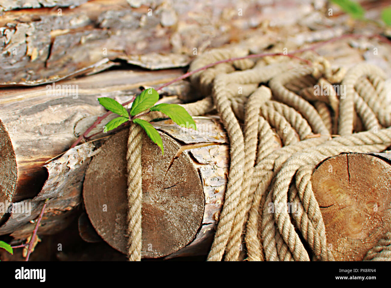 still life, rope lying on a stack of wood, blackberry tendril on top ...