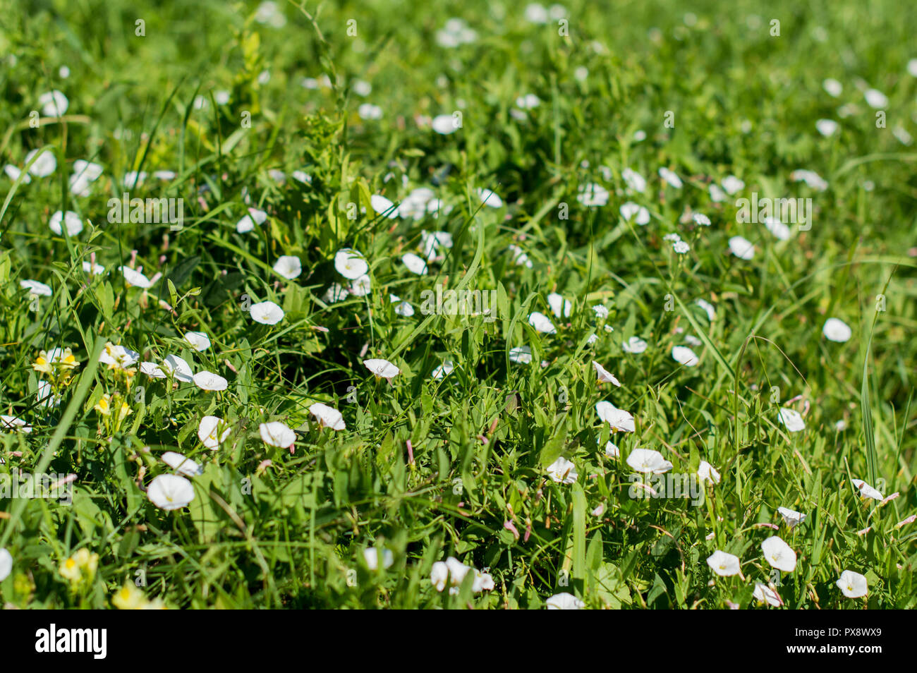 Convolvulus arvensis hi-res stock photography and images - Alamy