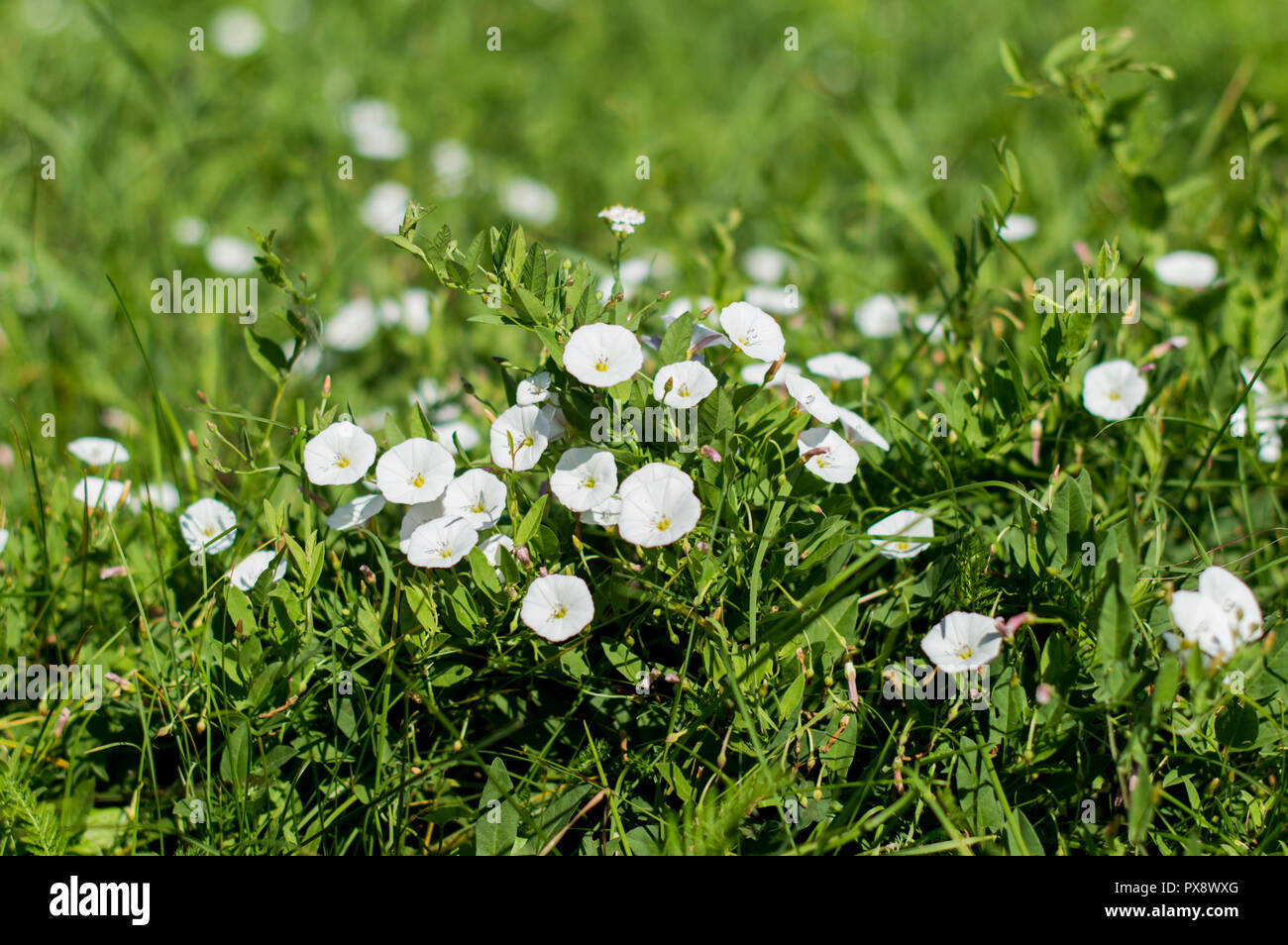 Convolvulus family hi-res stock photography and images - Alamy