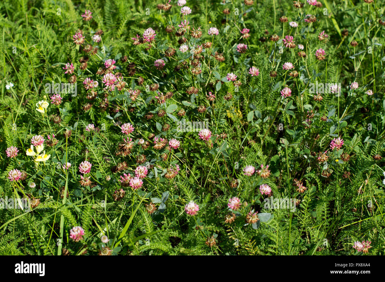 White and green ferry hi-res stock photography and images - Alamy
