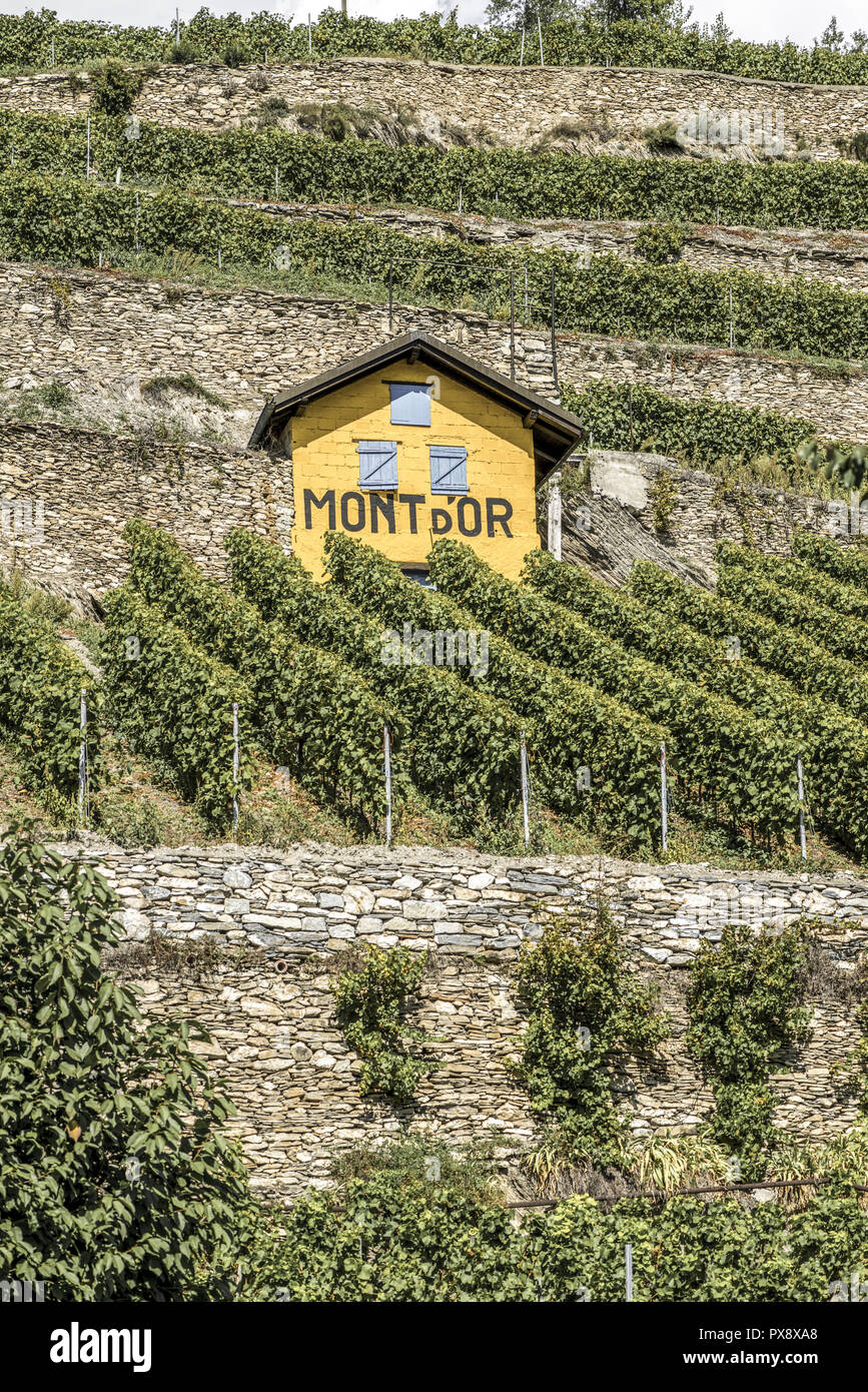 Rhone Valley, vine growing area, Conthey, Bourg, Valais, Switzerland ...
