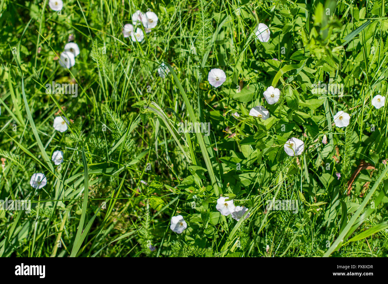 Convolvulus convolvulaceae hi-res stock photography and images - Alamy