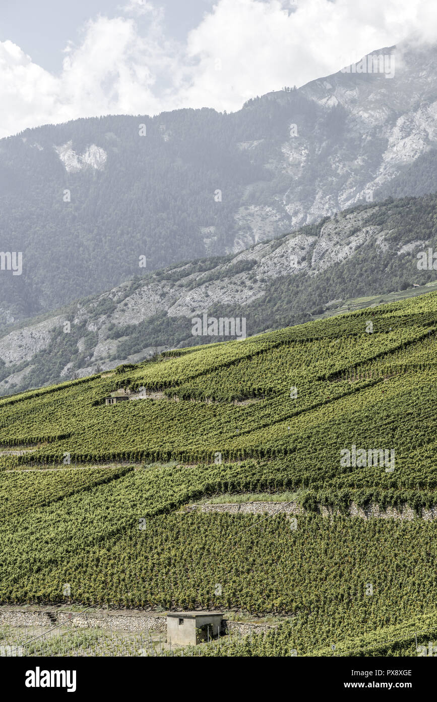Rhone Valley, vine growing area, Conthey, Bourg, Valais, Switzerland ...