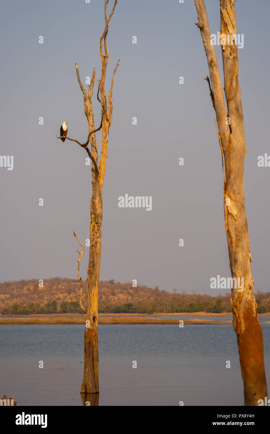 African Fish Eagle Lake Kariba, Zimbabwe Stock Photo - Alamy