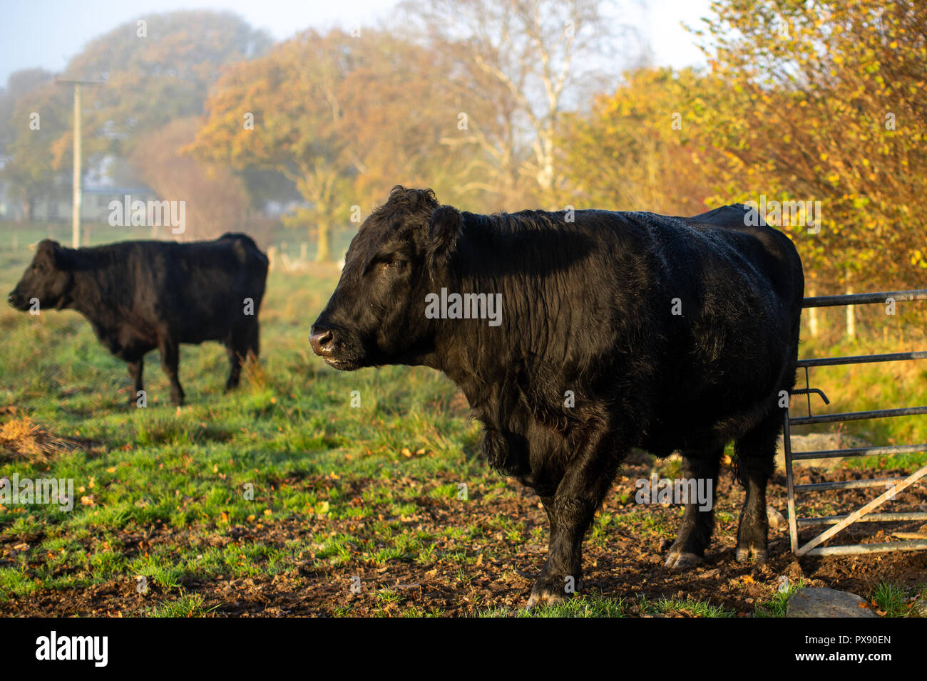 UK Weather: Welsh black cows gaze as the sun breaks through the morning ...