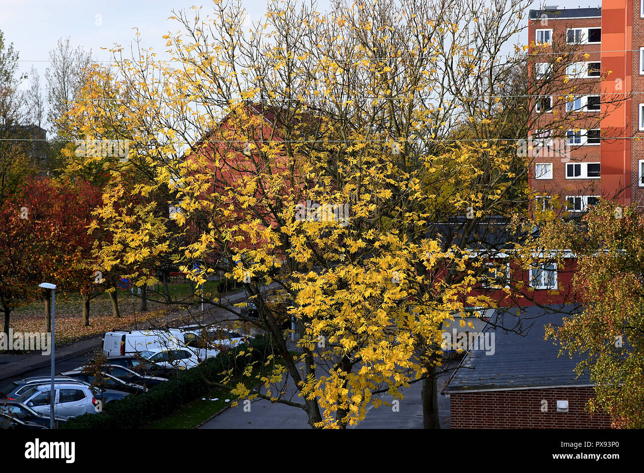 Copenhagen, Denmark. 20th Oct, 2018. Autumn colour leaves in danish ...