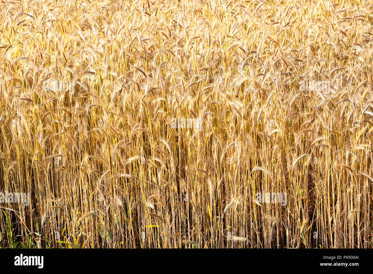 yellow dry rye harvest on the field not assembled but ready for harvest ...