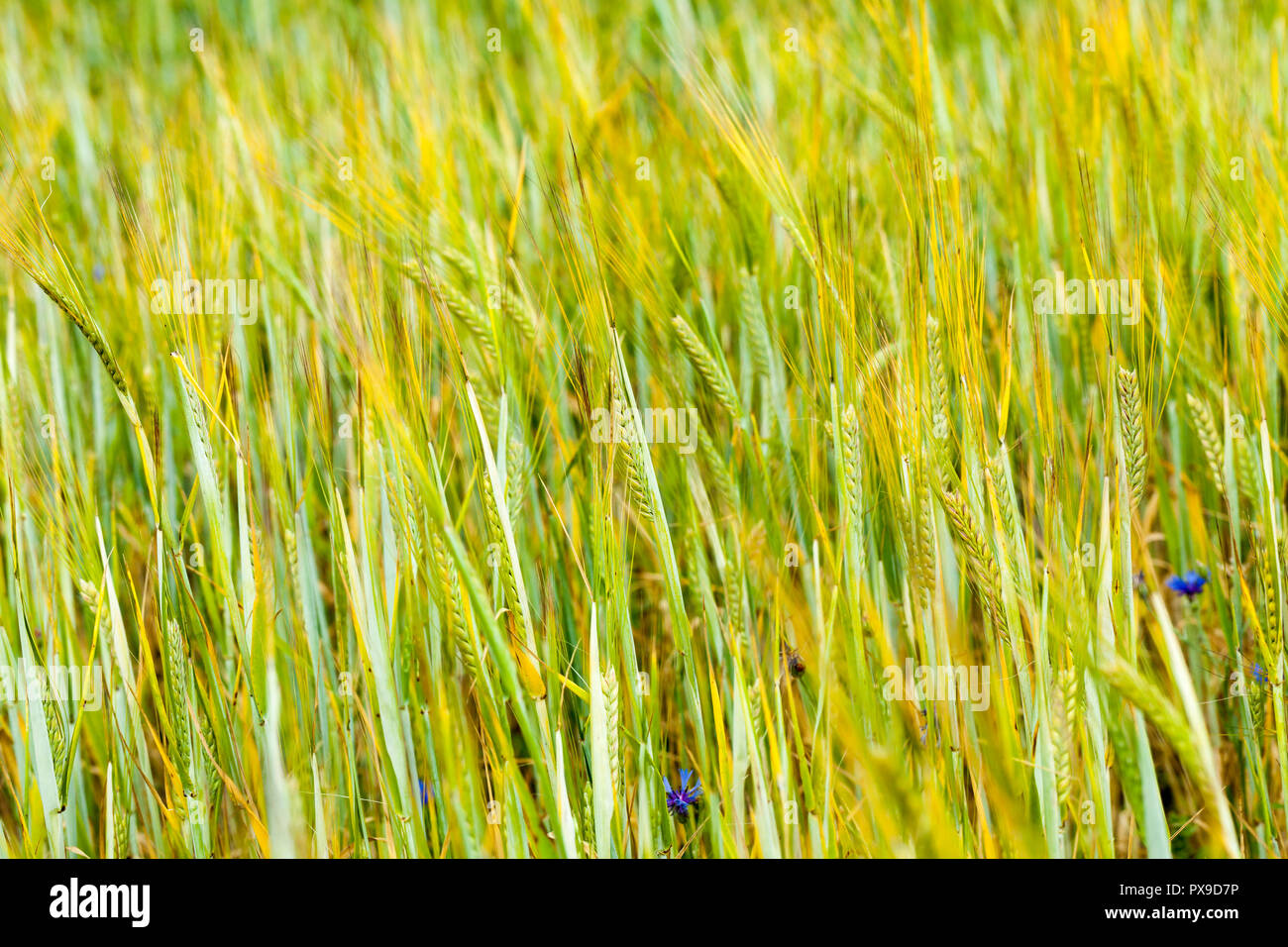 green spike on the field, close up Stock Photo - Alamy