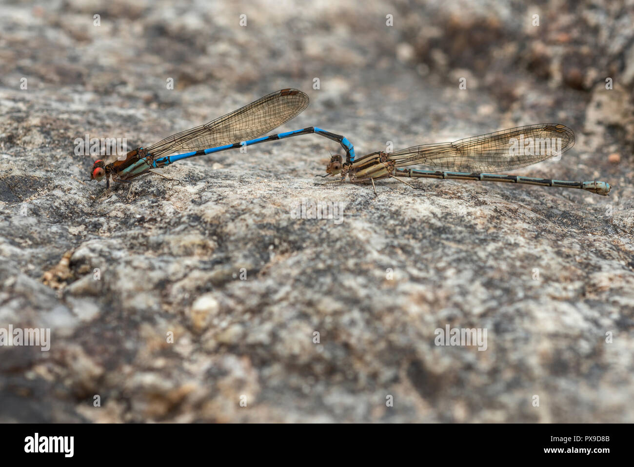 approach to two dragonflies that are mating on a stone Stock Photo - Alamy
