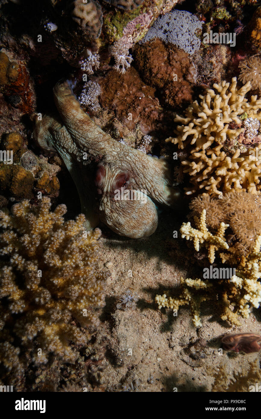Octopus at the Red Sea Egypt Stock Photo - Alamy