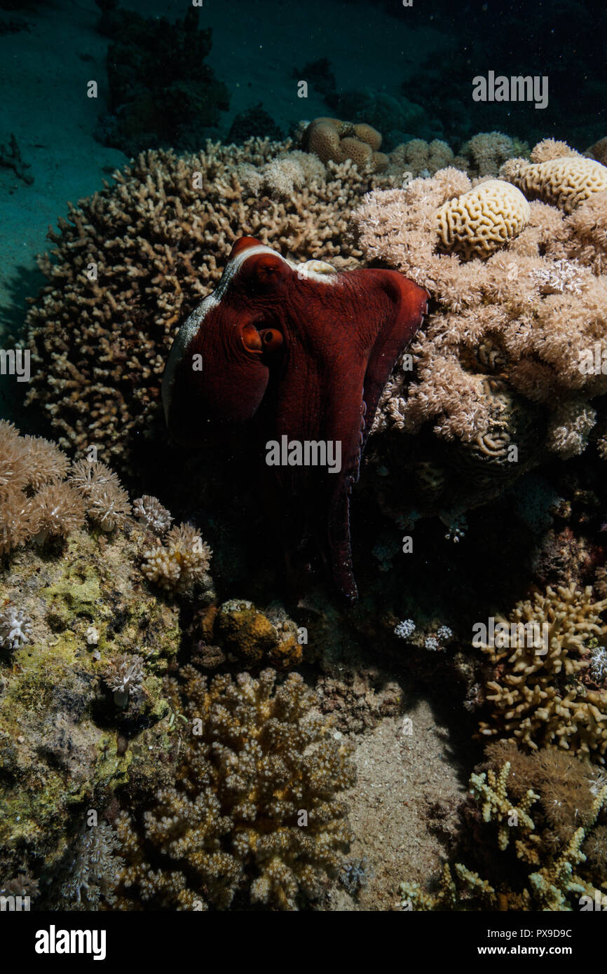 Octopus at the Red Sea Egypt Stock Photo - Alamy