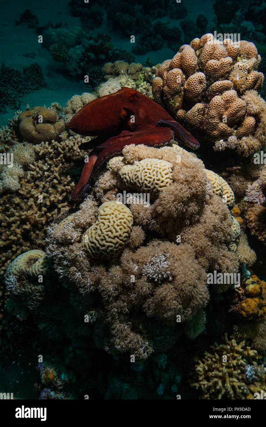 Octopus at the Red Sea Egypt Stock Photo - Alamy