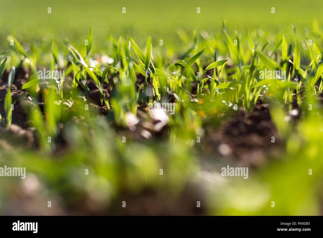 Ripening winter cereals, winter grains field lined in September on a ...