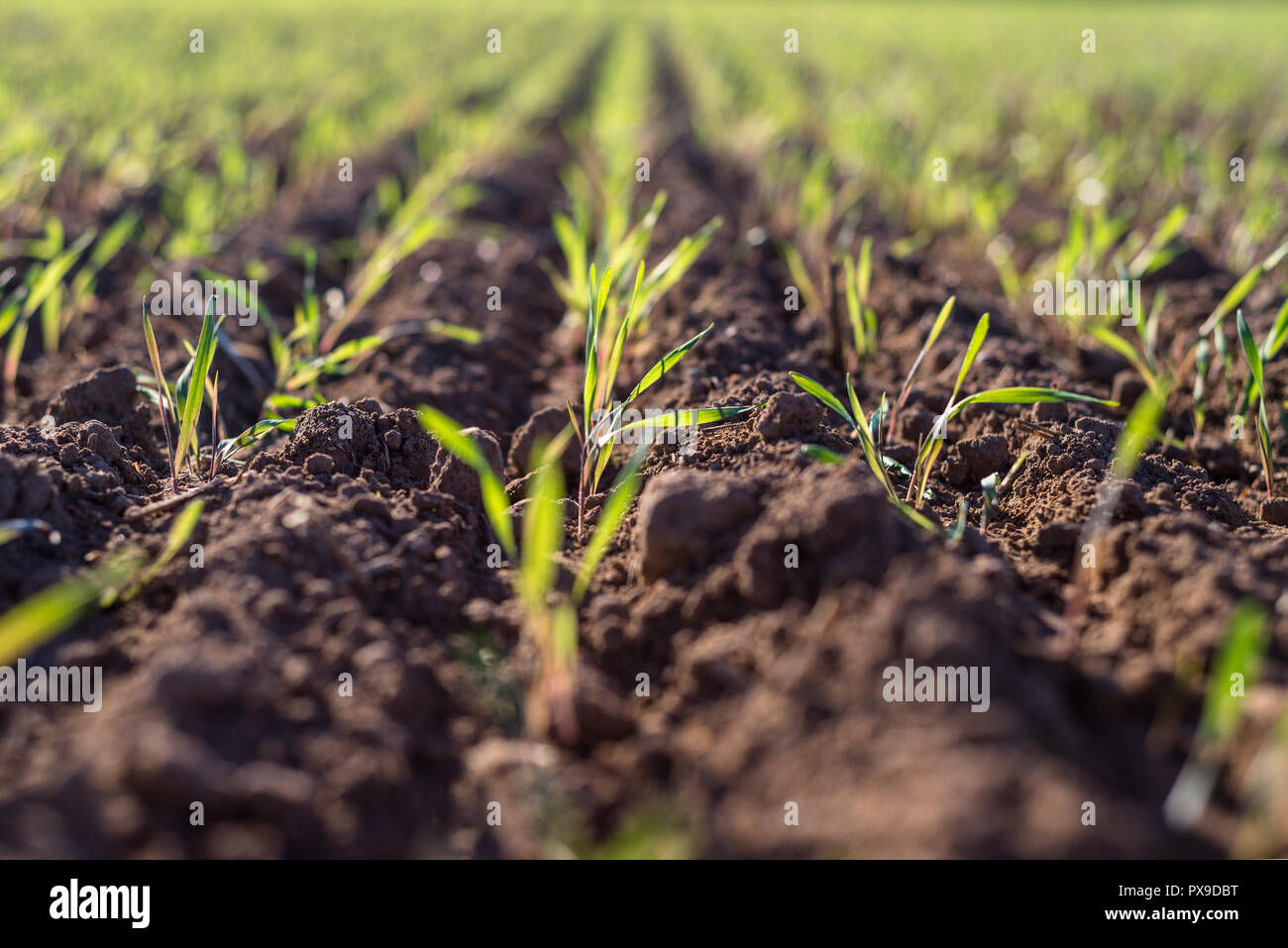 Winter Planted Crops High Resolution Stock Photography and Images - Alamy