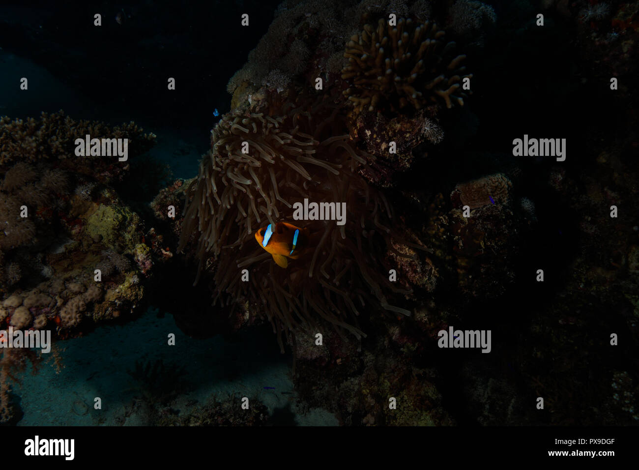 Nemo and the Red Sea Stock Photo - Alamy