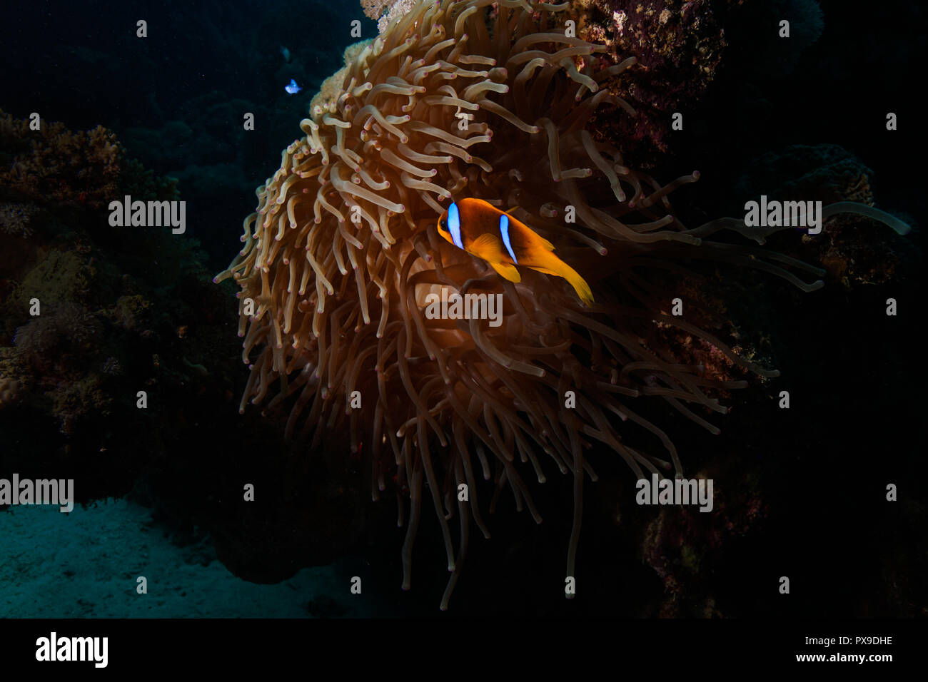 Nemo and the Red Sea Stock Photo - Alamy