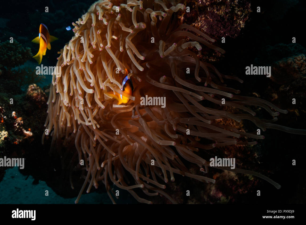 Nemo and the Red Sea Stock Photo - Alamy