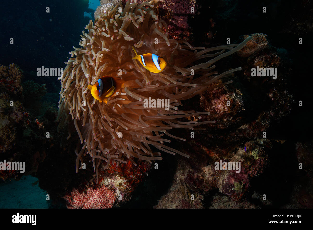 Nemo and the Red Sea Stock Photo - Alamy