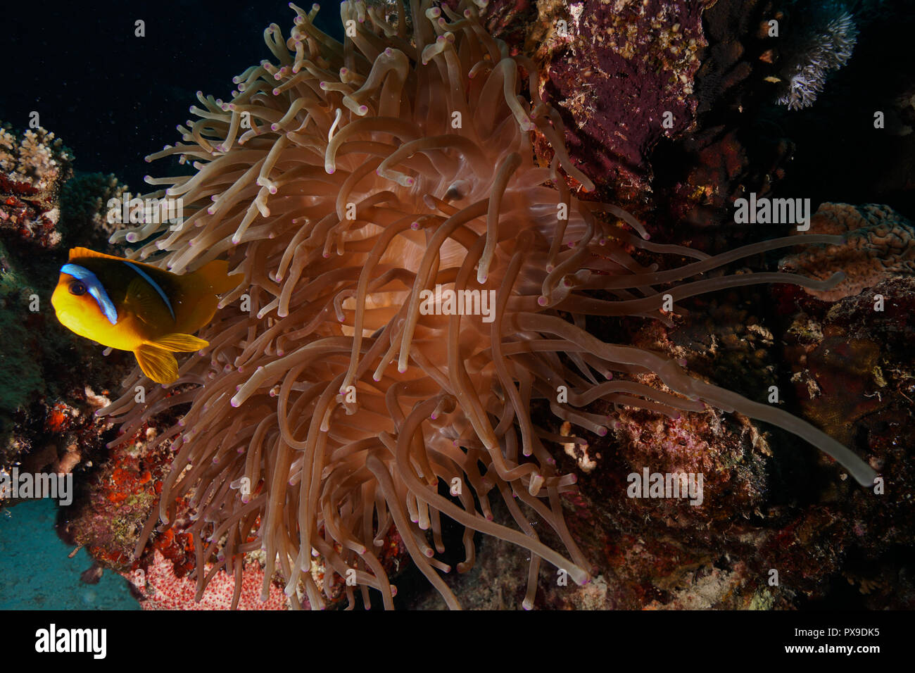 Nemo and the Red Sea Stock Photo - Alamy