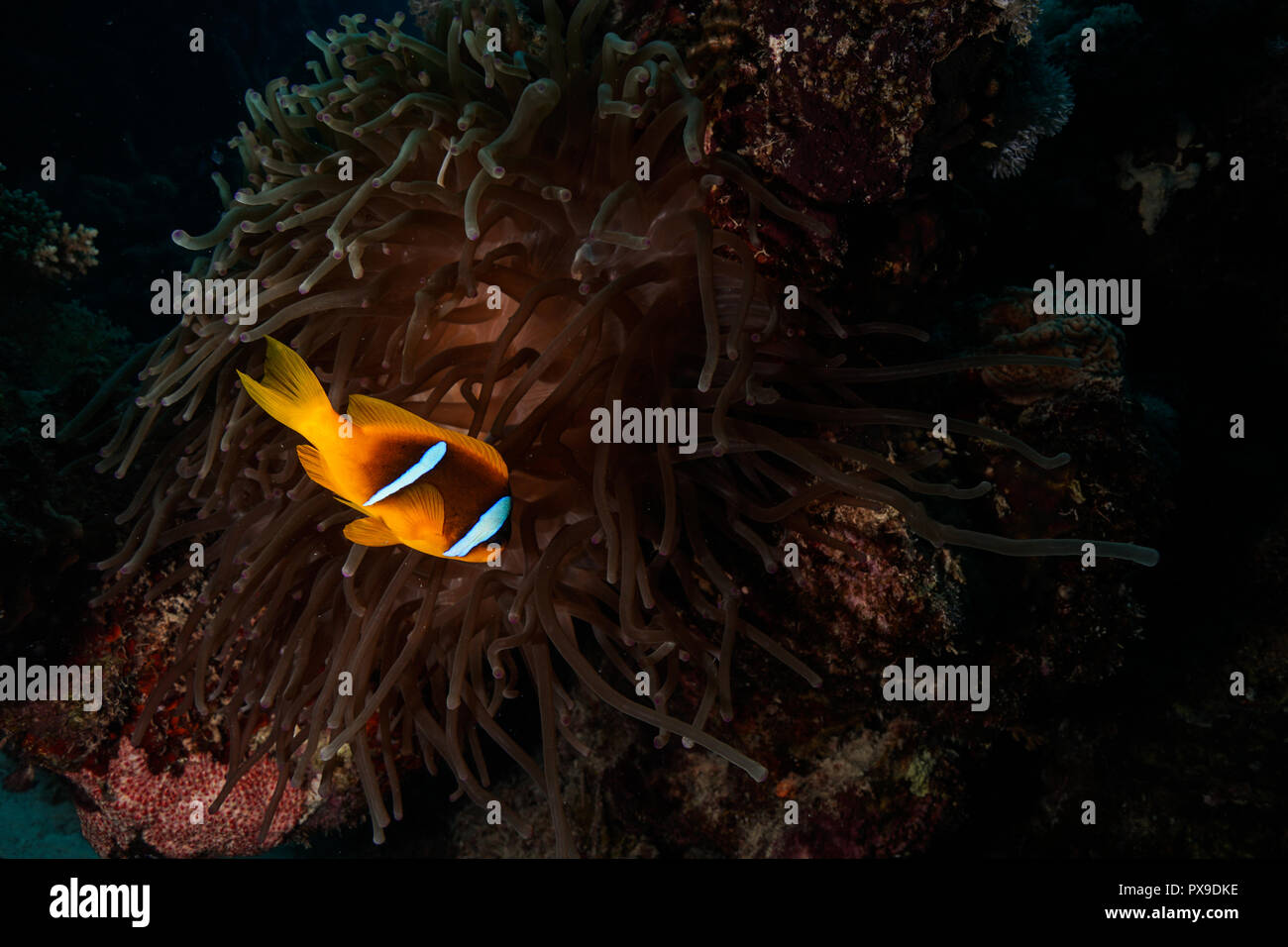 Nemo and the Red Sea Stock Photo - Alamy