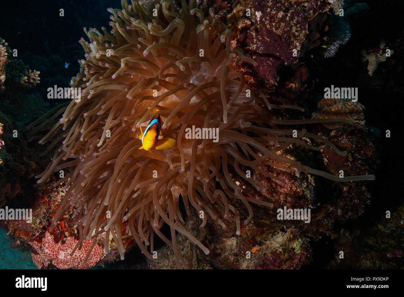Nemo and the Red Sea Stock Photo - Alamy