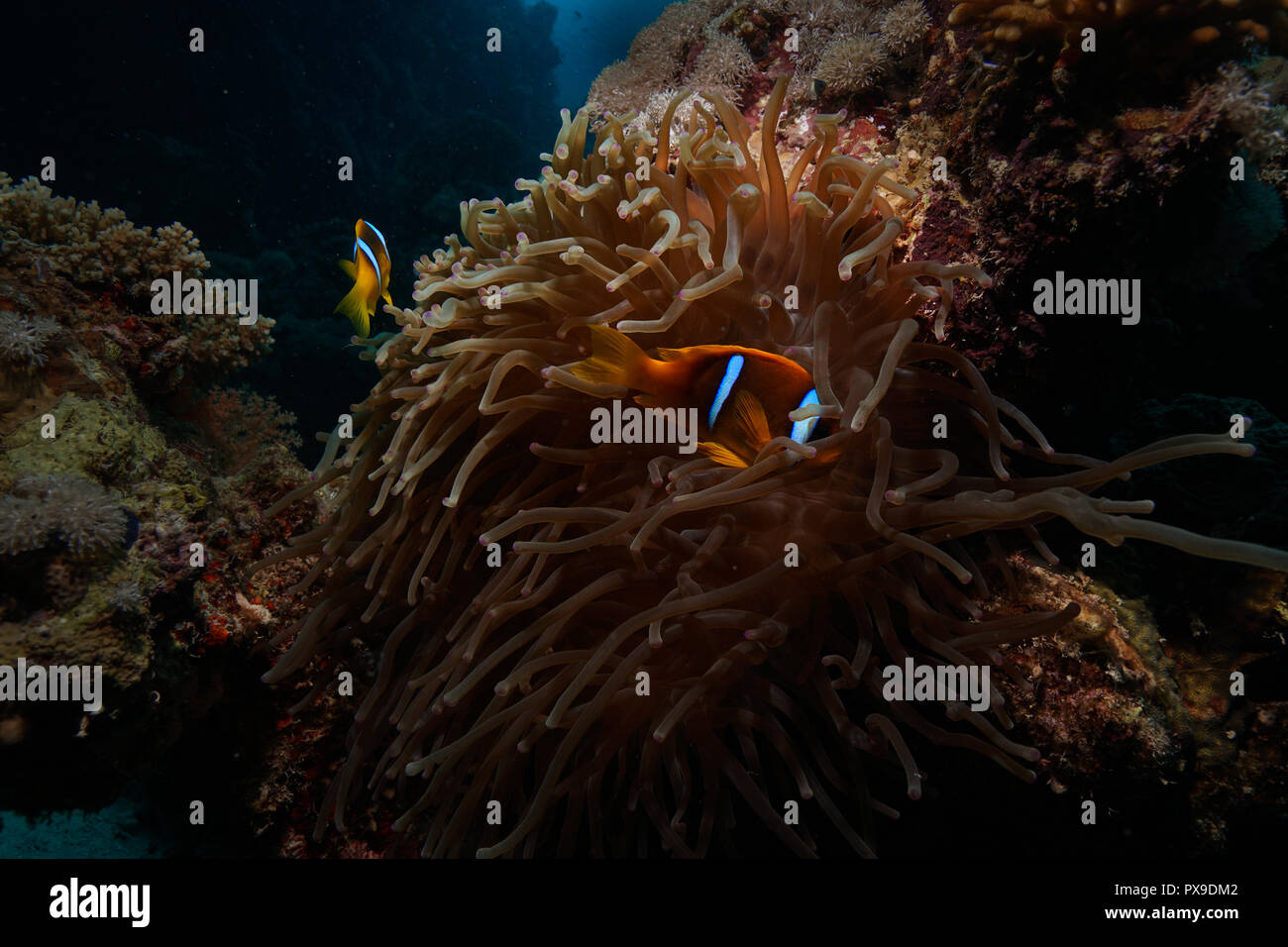 Nemo and the Red Sea Stock Photo - Alamy
