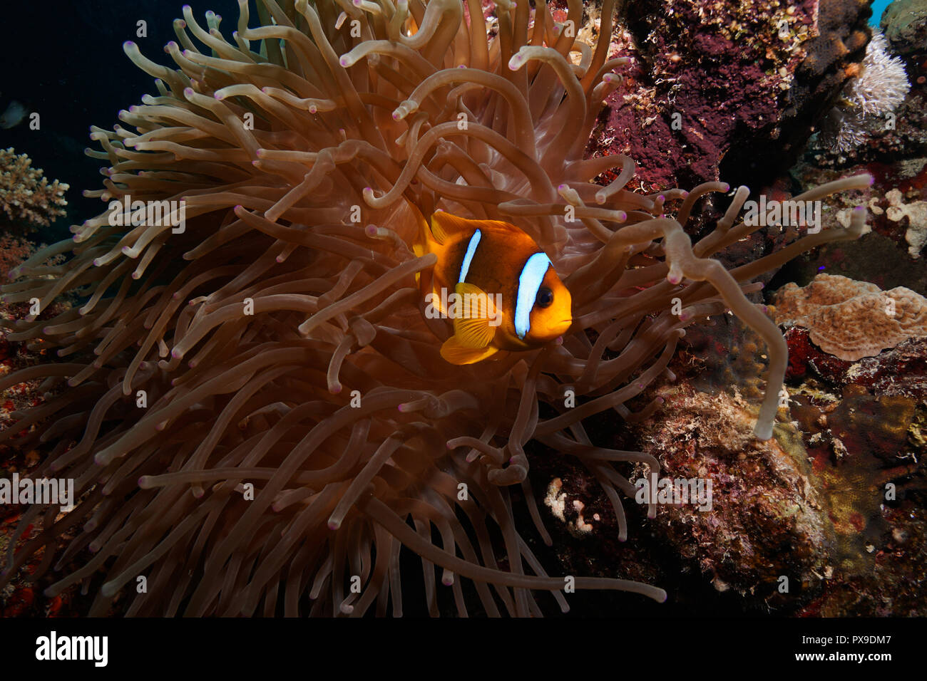 Nemo and the Red Sea Stock Photo - Alamy
