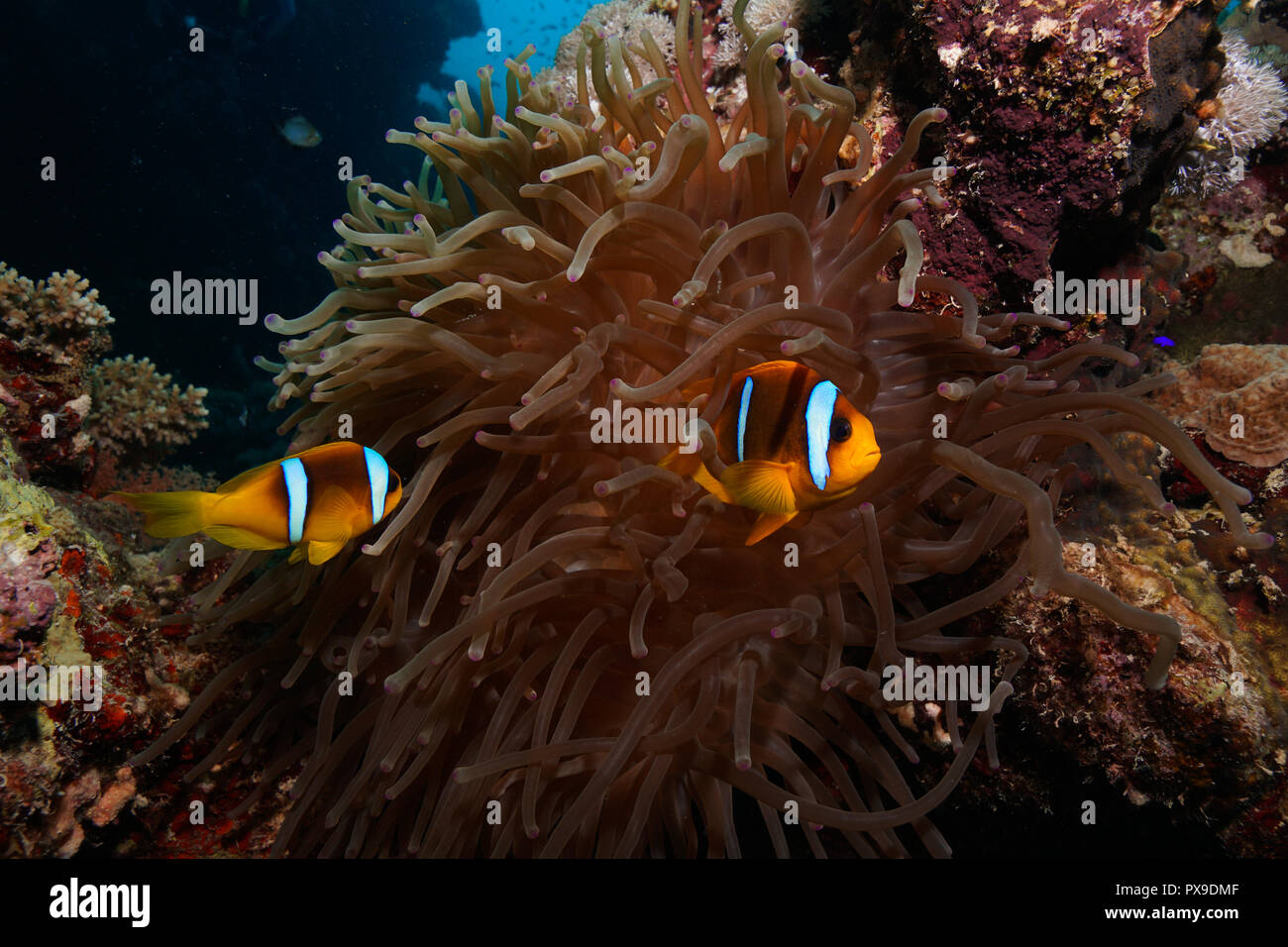Nemo and the Red Sea Stock Photo - Alamy