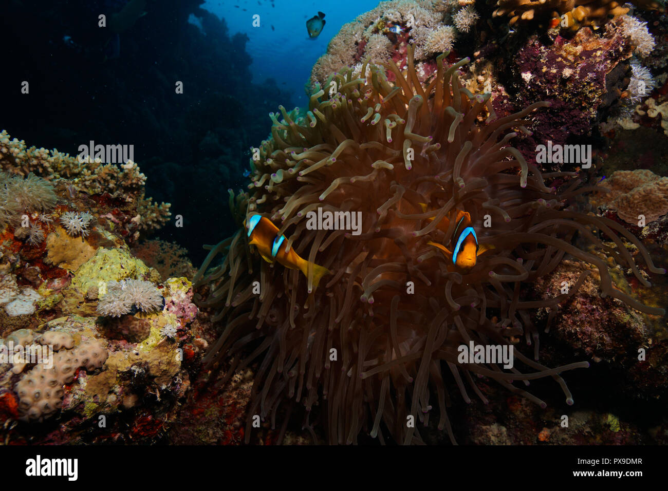 Nemo and the Red Sea Stock Photo - Alamy
