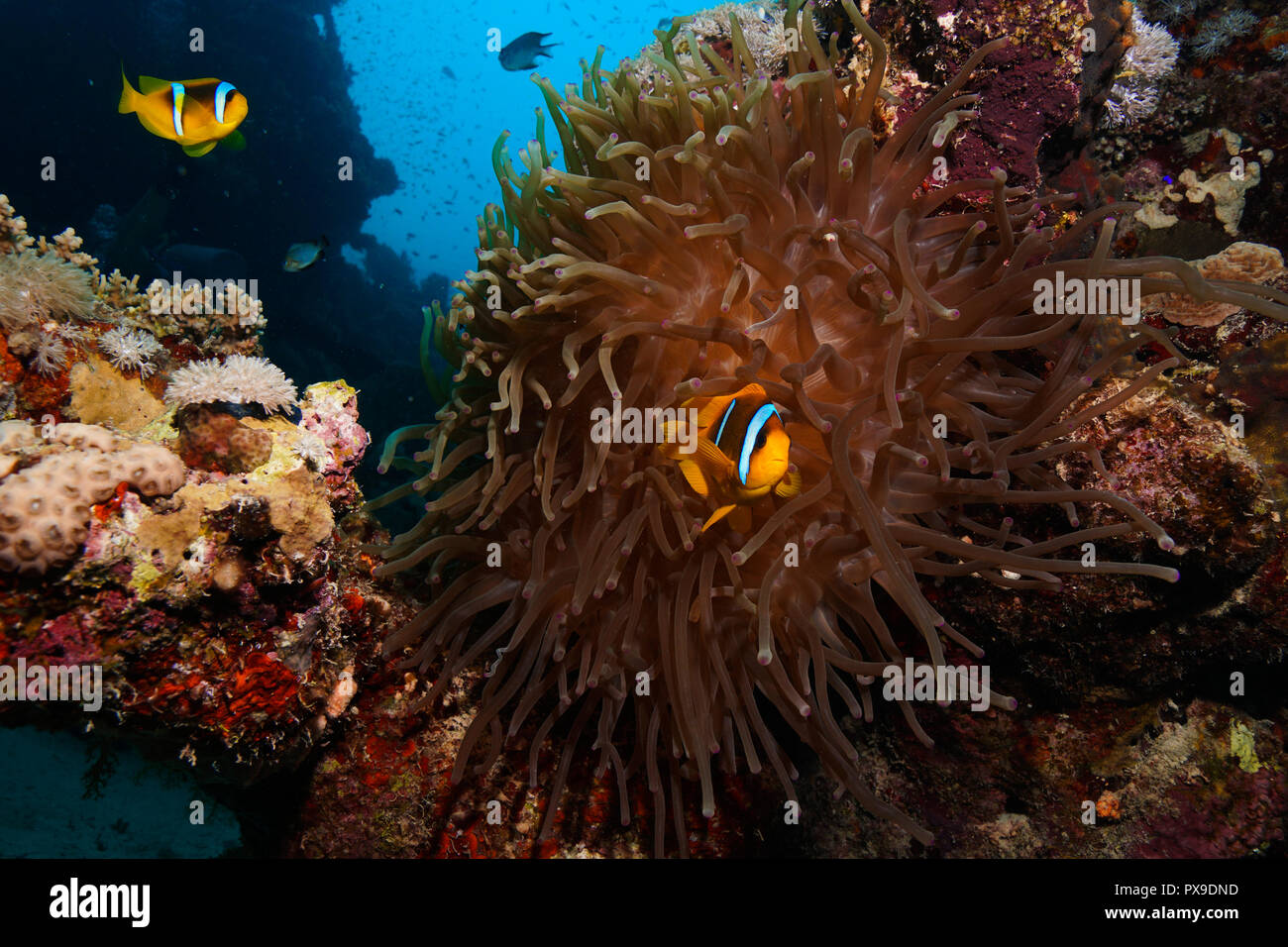 Nemo and the Red Sea Stock Photo - Alamy