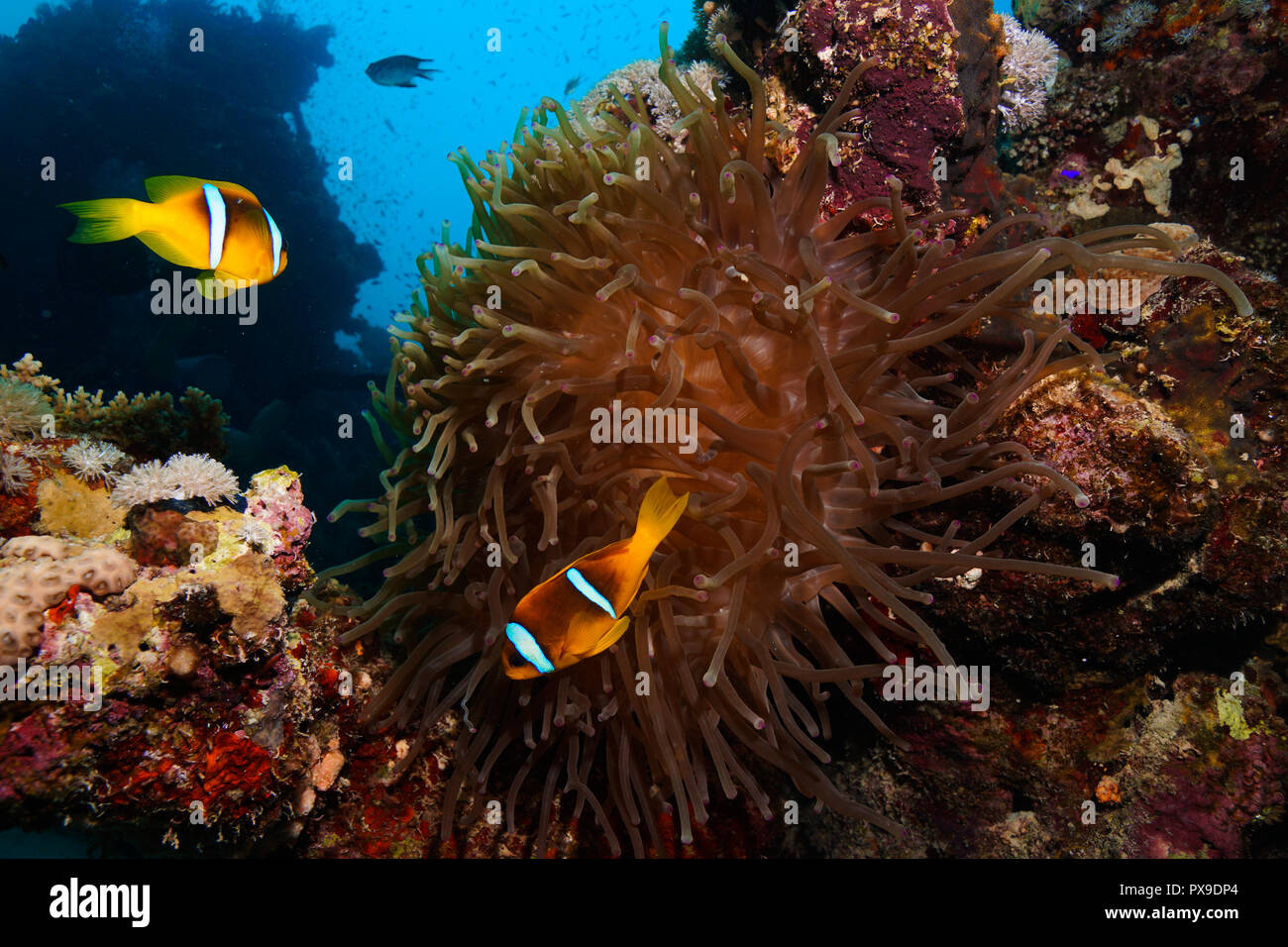 Nemo and the Red Sea Stock Photo - Alamy