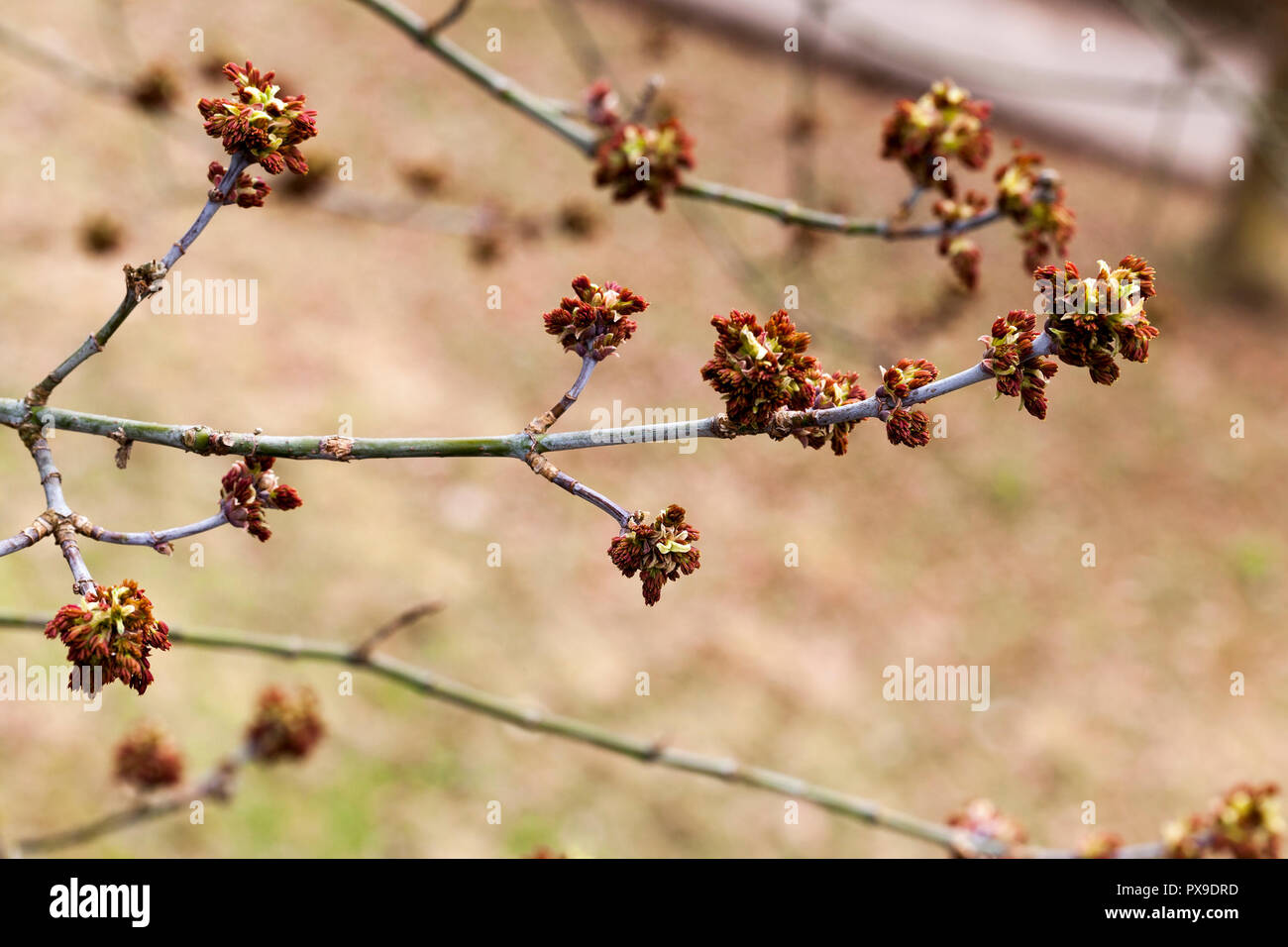 flowering part of the kidneys of a tree with red stamens, closeup with ...