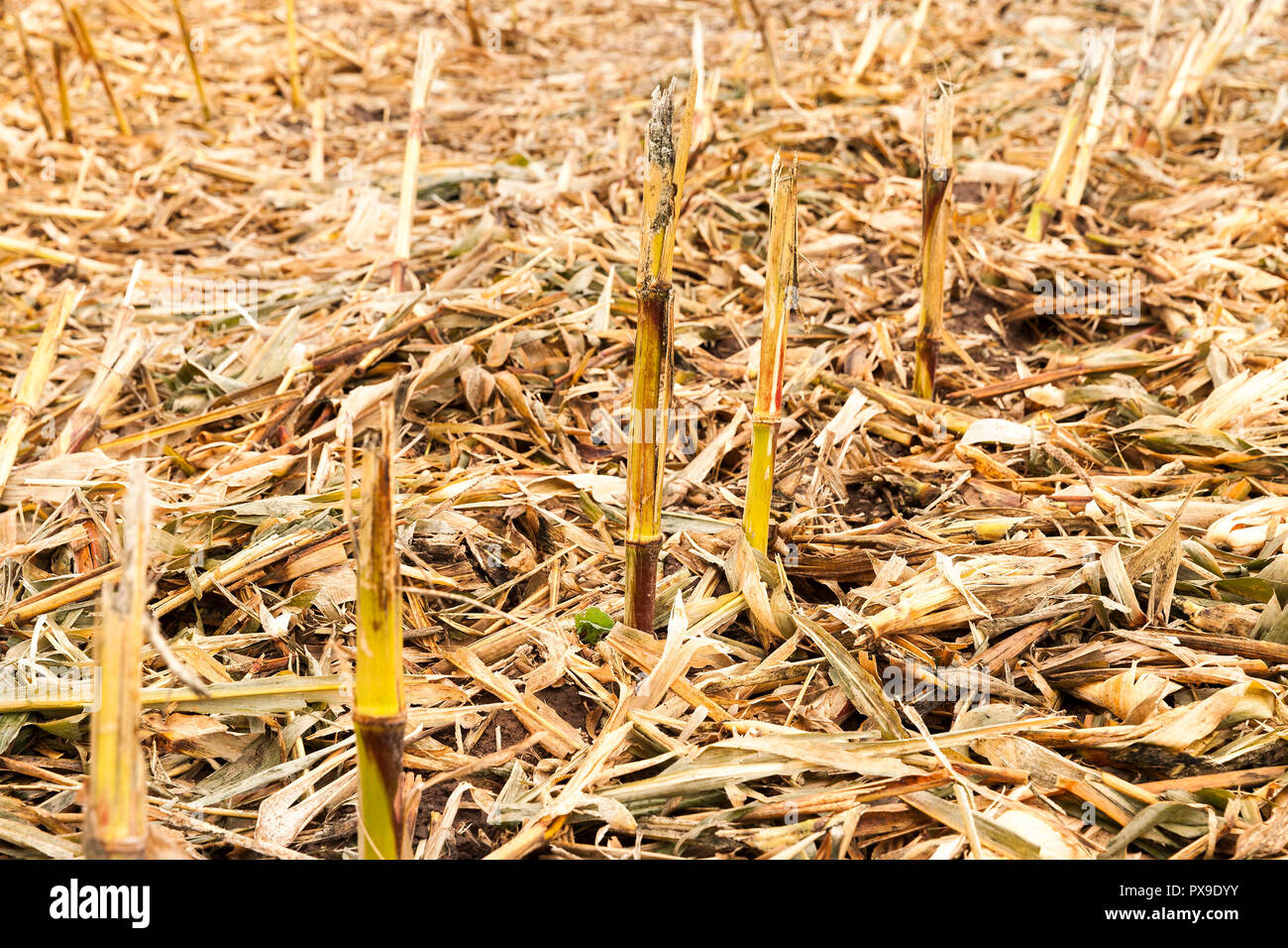 stubble and waste stems of sweet corn after harvesting cereal in autumn ...