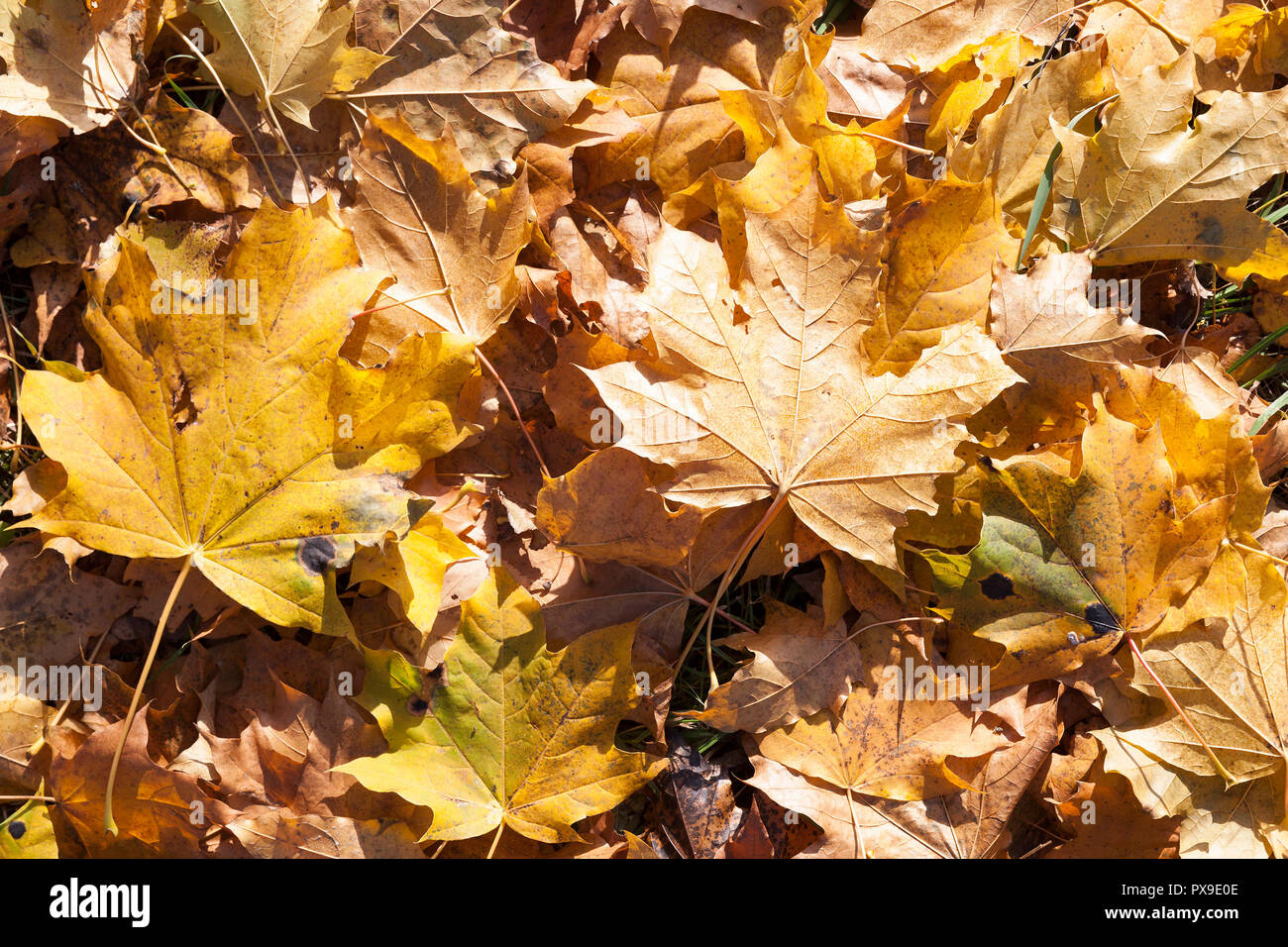 fallen to the ground yellow dry dead foliage maple in autumn time, closeup on nature at the time ...
