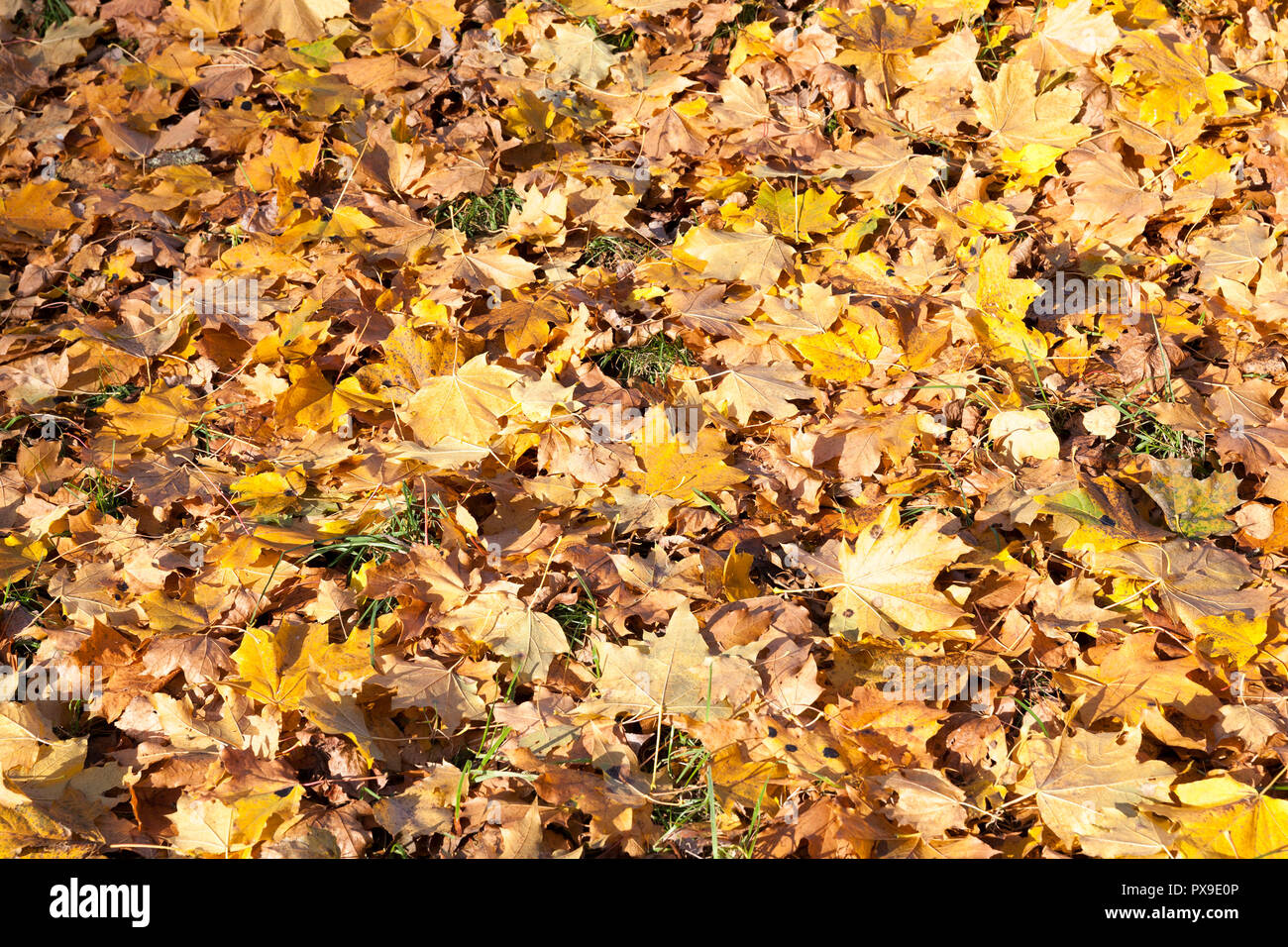 fallen to the ground yellow dry dead foliage maple in autumn time ...