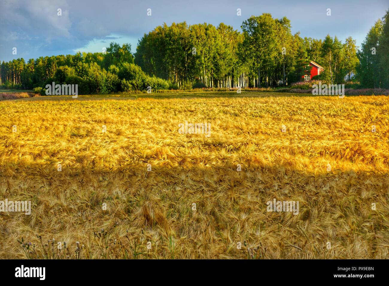 Pure wild nature hi-res stock photography and images - Alamy