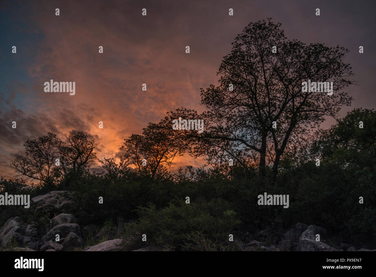 Sunset behind plants hi-res stock photography and images - Alamy